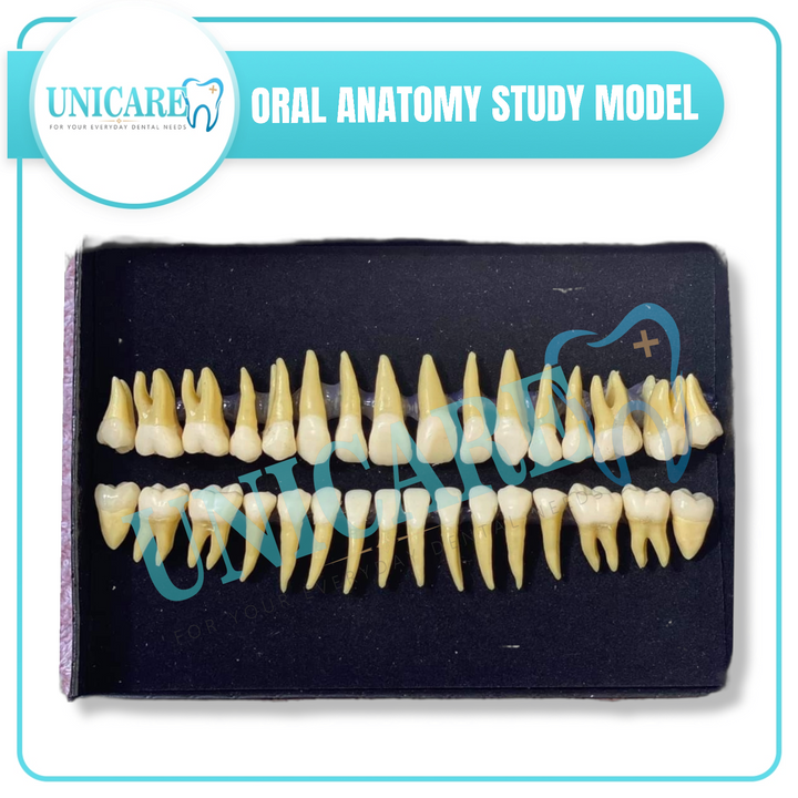 Oral Anatomy Study Model – Unicare Dental Medical Supply