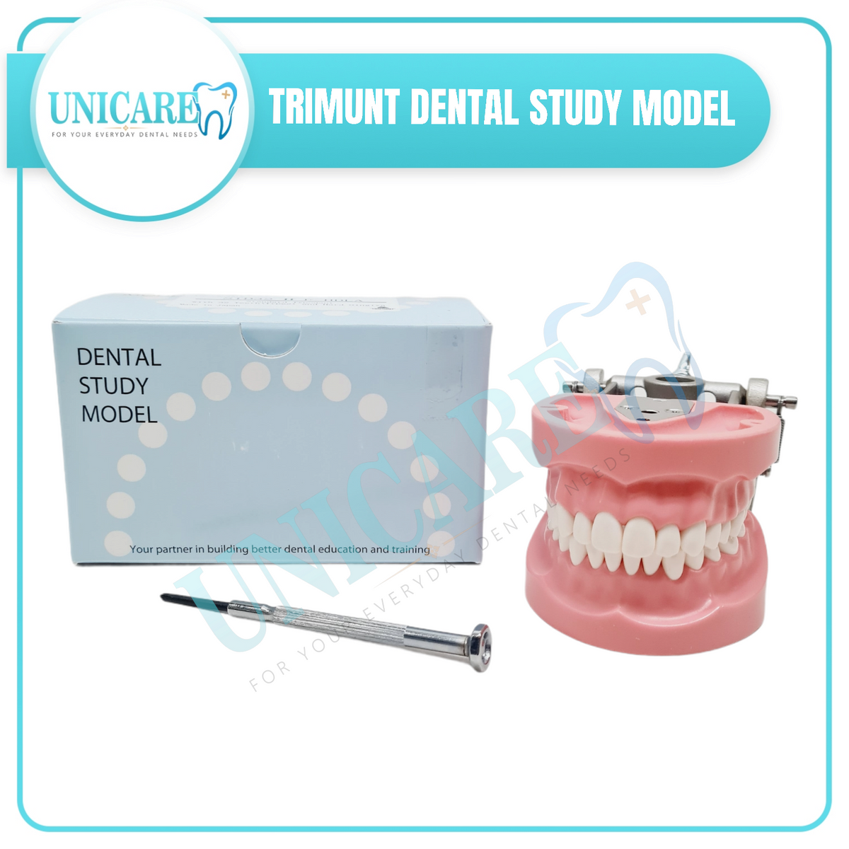 Trimunt Dental Study Model – Unicare Dental Medical Supply